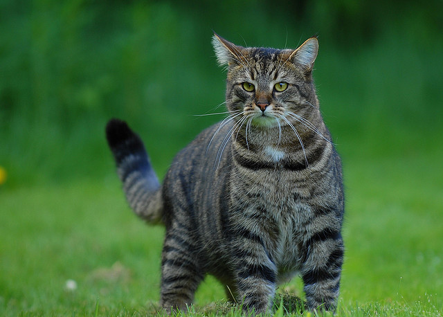 Moon Tail :: Woodrose